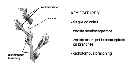 Species