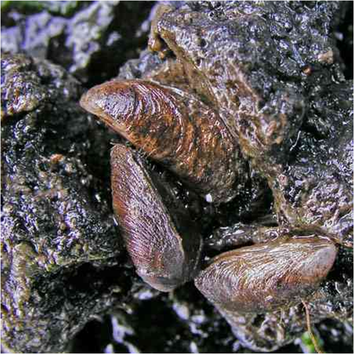 Species